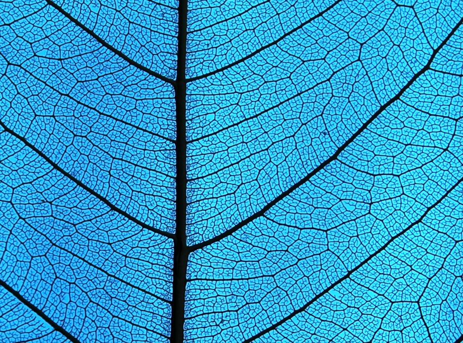 Professional staff – COMBS